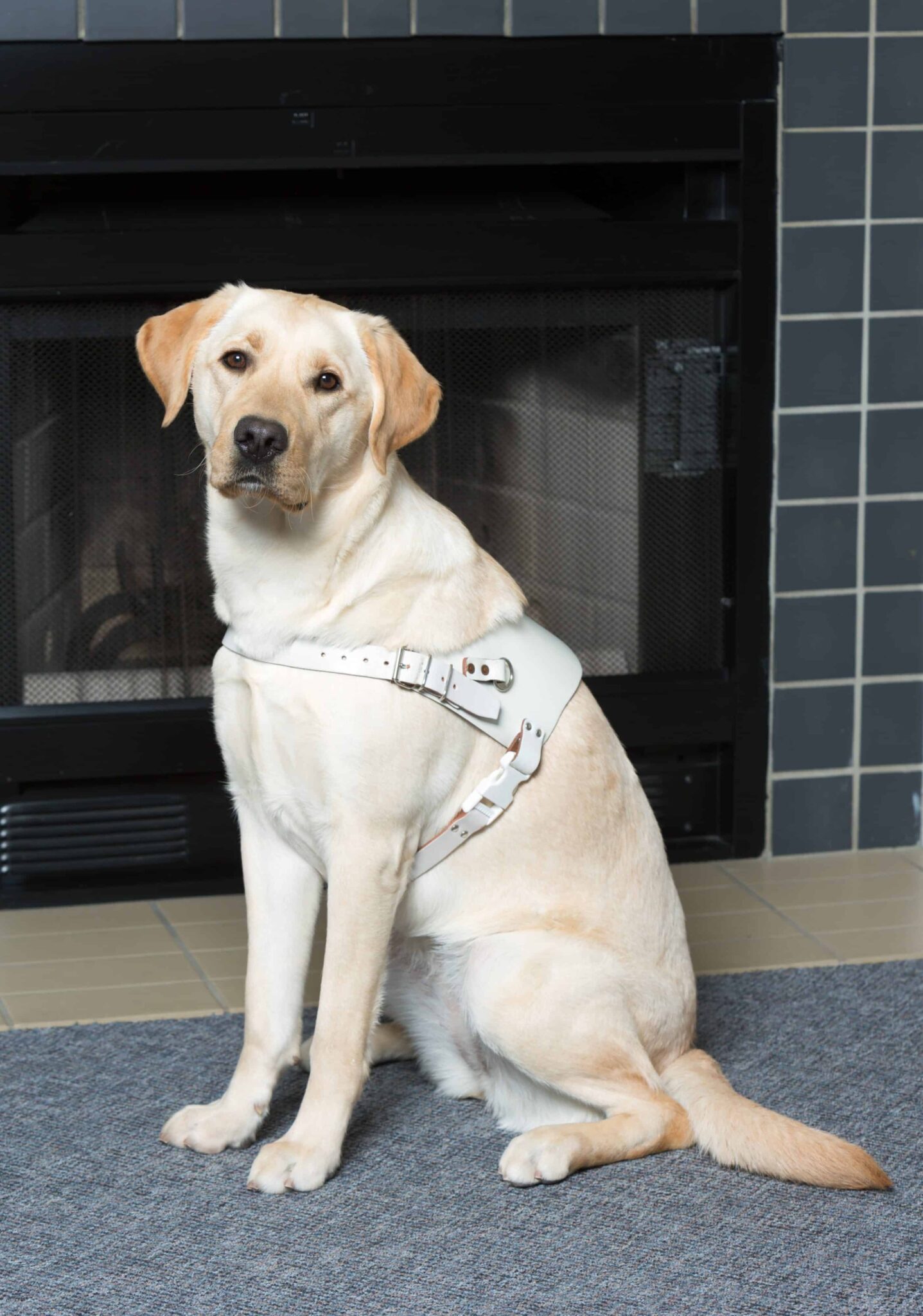 Canadian Guide Dogs For the Blind: How does it work? - Pet Food 'N More